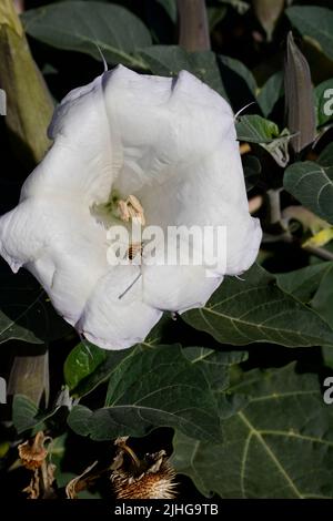 A western homey bee (Apis melllifera) feeds on the blossom of a jimson ...