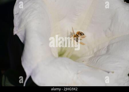A western homey bee (Apis melllifera) feeds on the blossom of a jimson ...