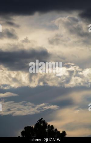A raven perches on top of a pine tree as darkening cumulus clouds form ...