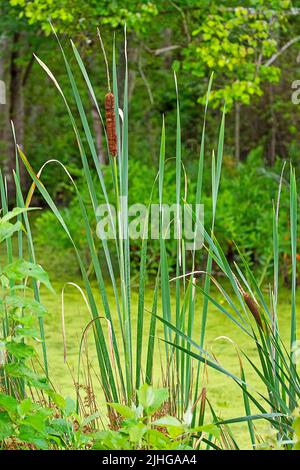 Views of the wetlands with tall grasses, cattails, and marsh Stock ...