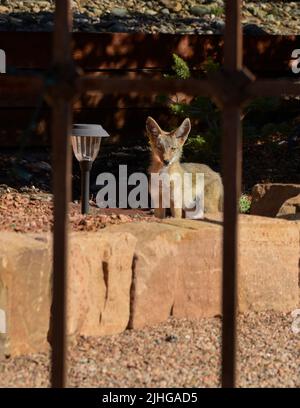 A juvenile coyote (Canis latrans) passes through a residential area as ...