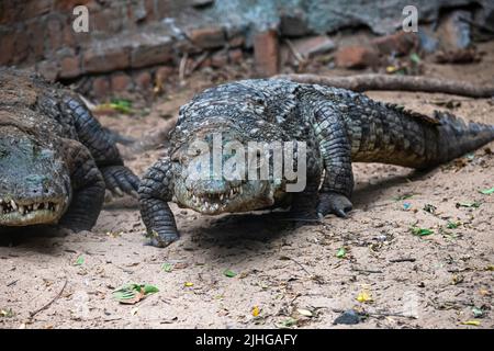 Two Crocodiles walking side by side Stock Photo - Alamy