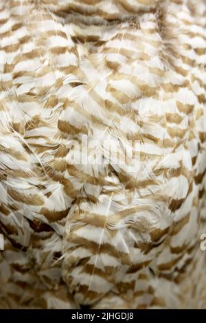 Texture of feathers on barn owl in beautiful afternnon sunlight Stock ...