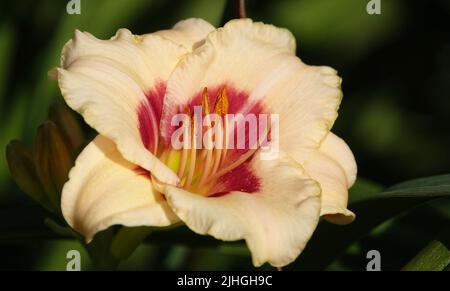 Daylily flower or Krasodnev is a herbaceous plant, the Asphodel family ...