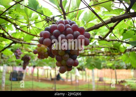 Organic Grape Farm in Cumbum Stock Photo - Alamy