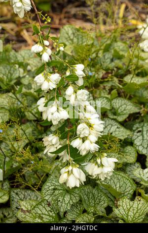 Petite Philadelphus ‘Snowbelle’, mock orange ‘Snowbelle’, natural close ...