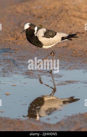 Blacksmith Plover, aka. Blacksmith Lapwing, Vanellus armatus, on the ...