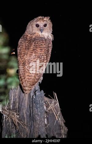 Pel's fishing owl at night Stock Photo - Alamy