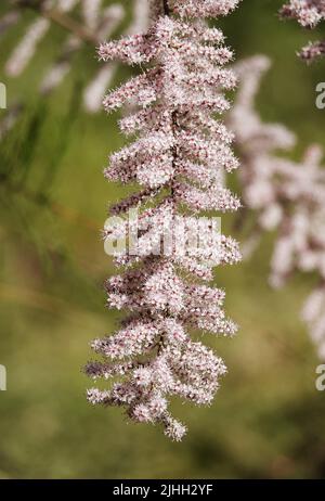 Flowers Grebenshik or Tamarix Gallica or French Tamarisk bush with ...