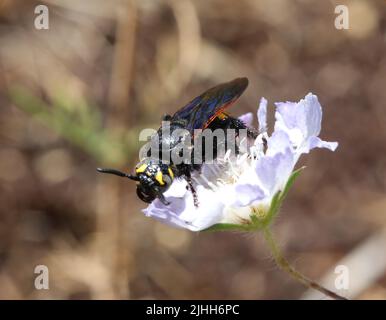 dangerous wasps with poisonous sting called scoliidae or scolia hirta ...