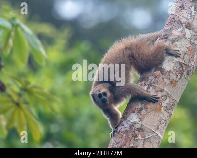 Rio Mayo Titi monkey, Plecturocebus oenanthe, a critically endangered ...