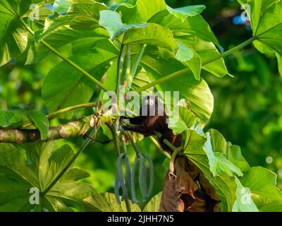 Saddle-back tamarin monkey, Leontocebus fuscus, eating Cercropia seeds ...