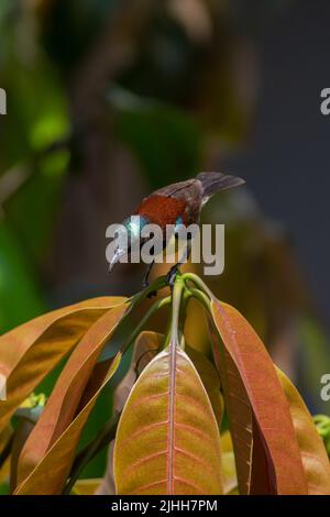 Colorful Purple-rumped sunbird closeup looking at the camera, front ...