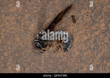 Adult Female Warrior Wasp of the Genus Synoeca Stock Photo - Alamy