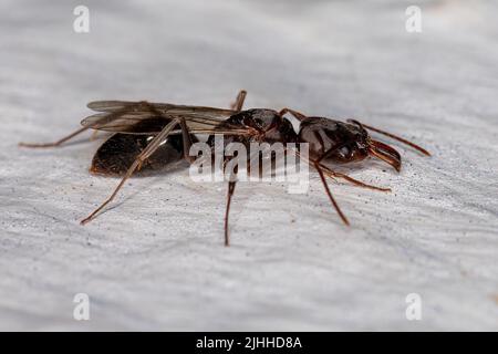 Adult Female Trap-jaw Queen Ant of the Genus Odontomachus Stock Photo ...