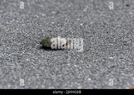 A closeup of Eastern painted turtle on the grass with stones around ...