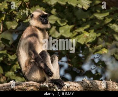 Grey languor in Nagarhole National Park, India Stock Photo - Alamy