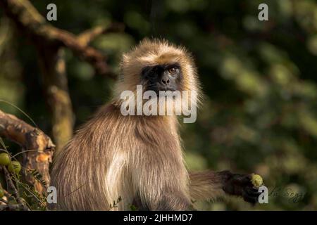 Grey languor in Nagarhole National Park, India Stock Photo - Alamy
