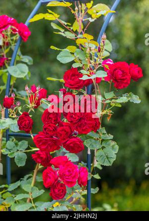 'Hope for Humanity' Shrub Rose, Buskros (Rosa Stock Photo - Alamy