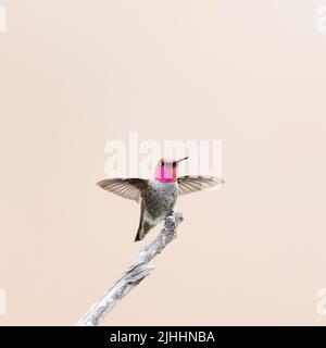 Anna's Hummingbird Male Just Landed on Perch Stock Photo - Alamy