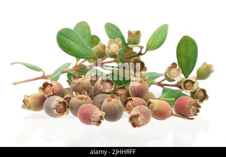 rose myrtle or hill gooseberry isolated on white background Stock Photo ...