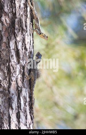 Two lizards face to face on the pine tree - agama lizard sits in Turkey ...