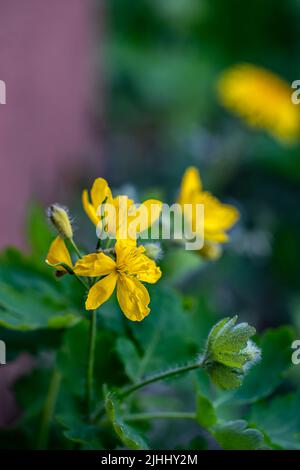 Details of greater celandine (Chelidonium majus) with flowers and ...