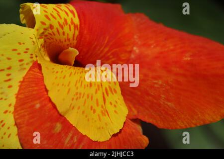Red and yellow canna (maraca roja) flower in balcony Stock Photo - Alamy