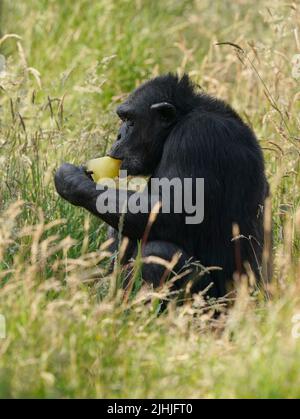 Copper the chimpanzee enjoying an ice treat at Blair Drummond Safari ...