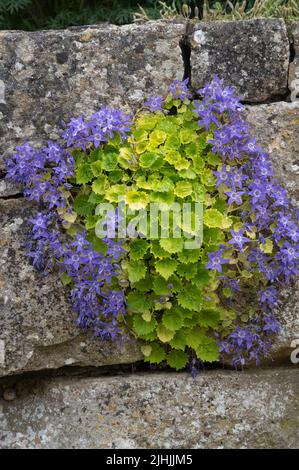 Adriatic bellflower (Campanula garganica Stock Photo - Alamy