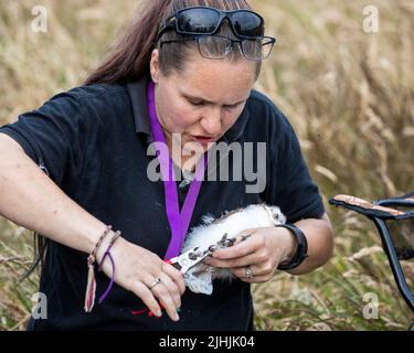 Licensed ringer Debbie Nelson ringing a barn owlet close to the shores ...