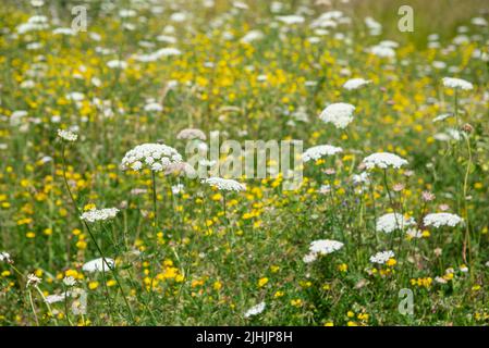 Summer wildflowers at RHS Bridgewater, Worsley, Great Manchester ...