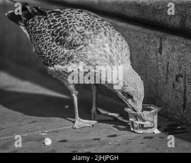 thirsty seagull drinking water in a Roman drinking fountain Stock Photo ...