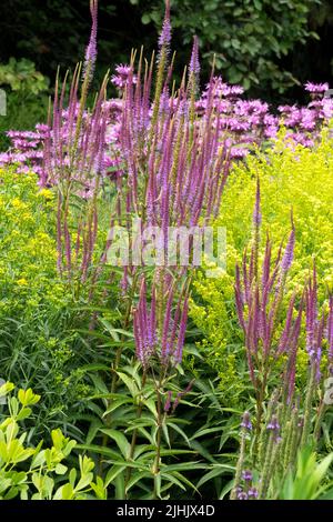 Culver's-root, Veronicastrum virginicum, in flower in eastern USA Stock ...