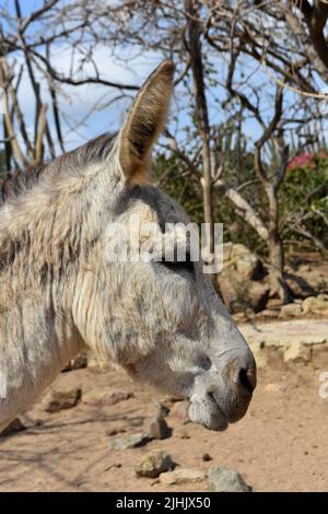 Side profile of a scruffy white burro in an arid desert area Stock ...
