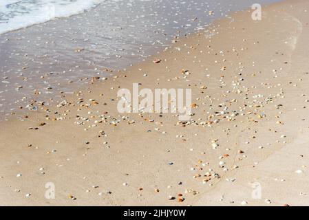 Shells spread on a seashore. Summer beach background. Coast of the sea ...