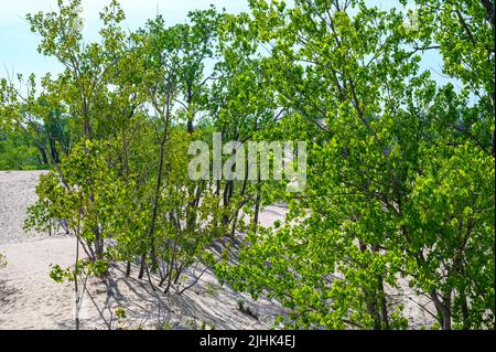 A grove of small trees with backlit green leaves at Sandbanks Dunes ...