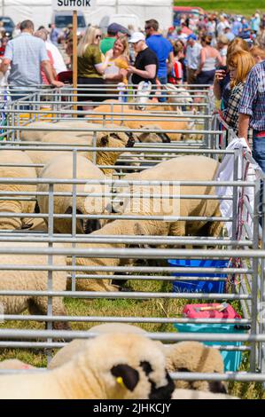 sheep in a enclosure at the agricultural show in Paris Stock Photo - Alamy