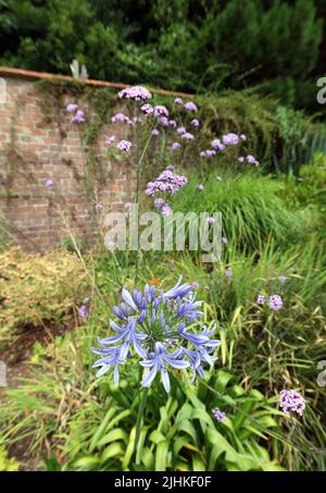 Agapanthus praecox, Devon, England, United Kingdom Stock Photo - Alamy