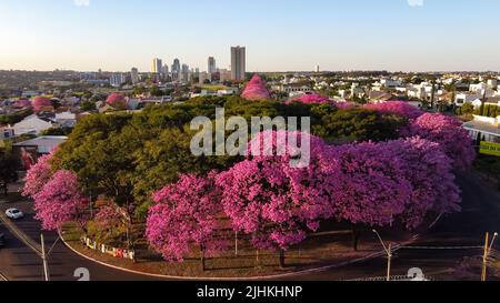 Aerial view of the Ipê Purple Flower on Av. Architect Nildo Ribeiro da ...