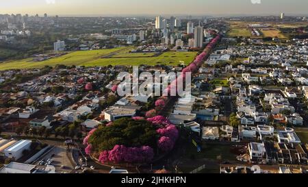 Aerial view of the Ipê Purple Flower on Av. Architect Nildo Ribeiro da ...