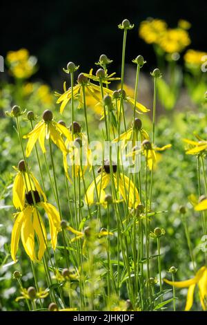 The gray coneflower (Ratibida pinnata), a native North American plant ...