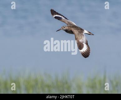 Eastern Willet in flight Stock Photo - Alamy
