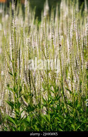 Culver's root (Veronicastrum virginicum Stock Photo - Alamy