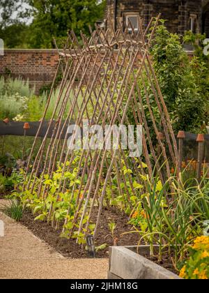 Runner beans climbing up rustic supports in the Kitchen Garden at RHS ...