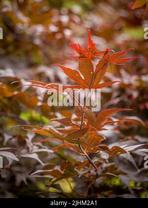 Japanese red maple tree leaves in autumn Stock Photo - Alamy