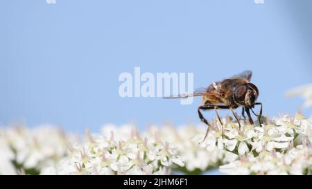 Fly on white umbel flower Stock Photo - Alamy