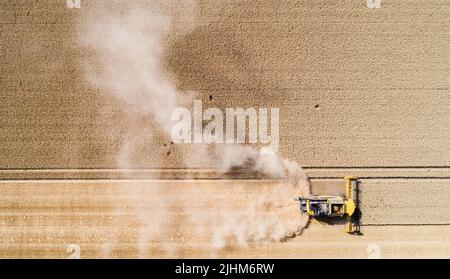 Sehnde, Germany. 19th July, 2022. A farmer harvests an extremely dry ...