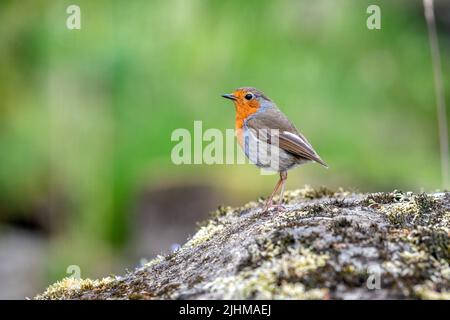 Yorkshire, July 12th 2022: A robin on The Bolton Abbey Aqueduct on the ...