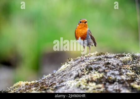Yorkshire, July 12th 2022: A robin on The Bolton Abbey Aqueduct on the ...